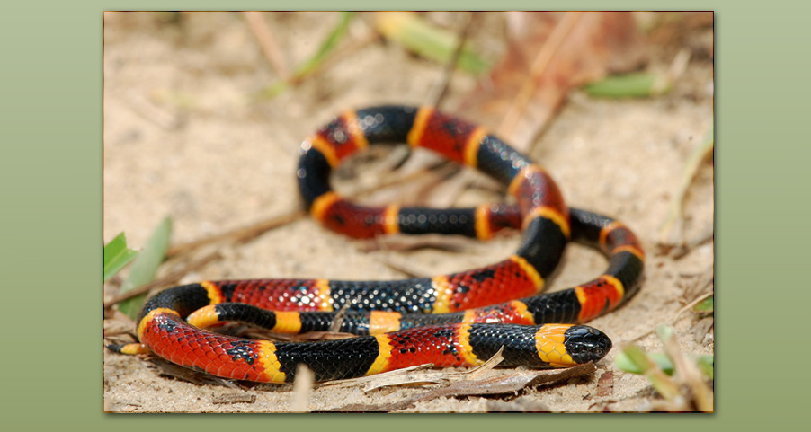 eastern_coral_snake